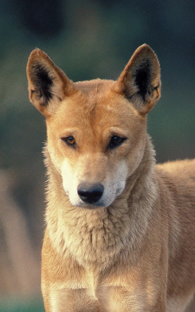 Dingo | Artemis Hunting
