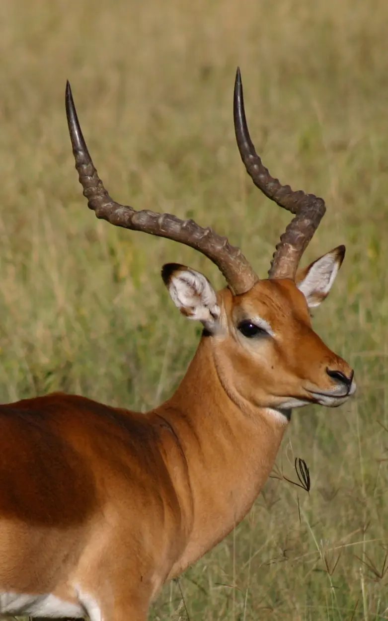 Impala | Artemis Hunting