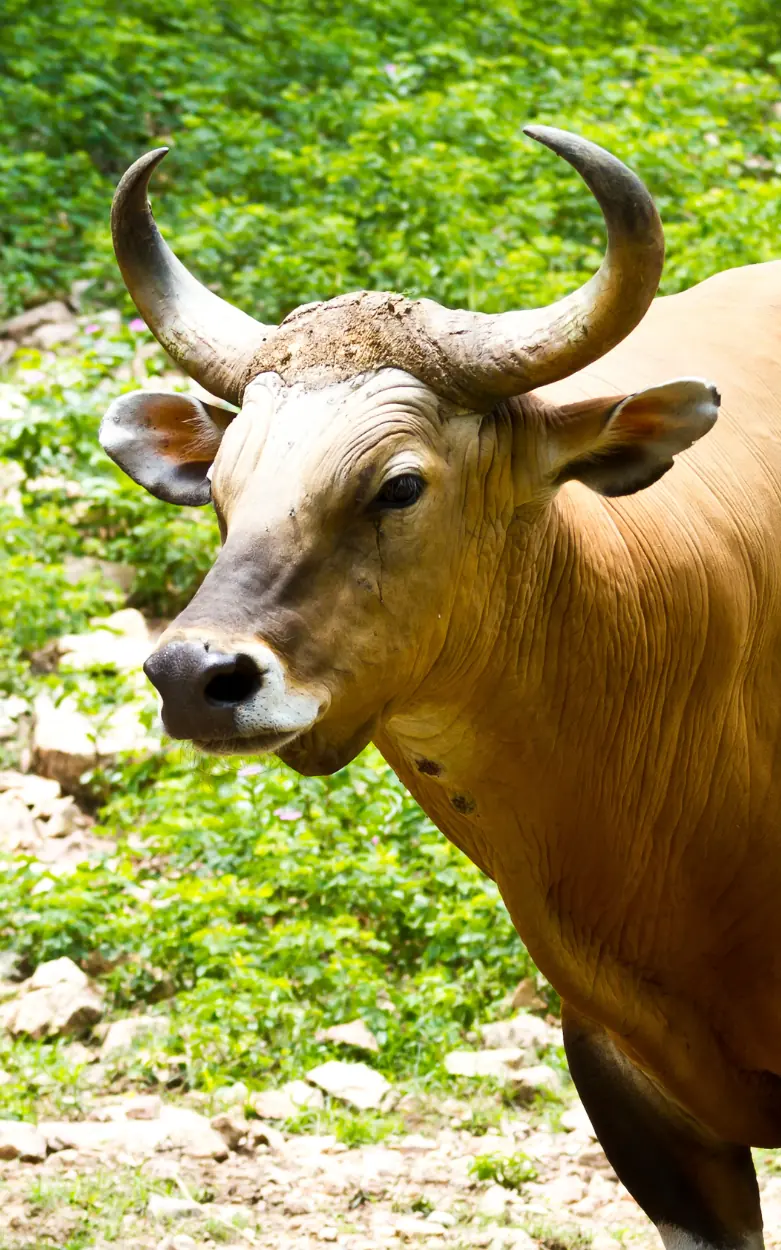 Banteng | Artemis Hunting