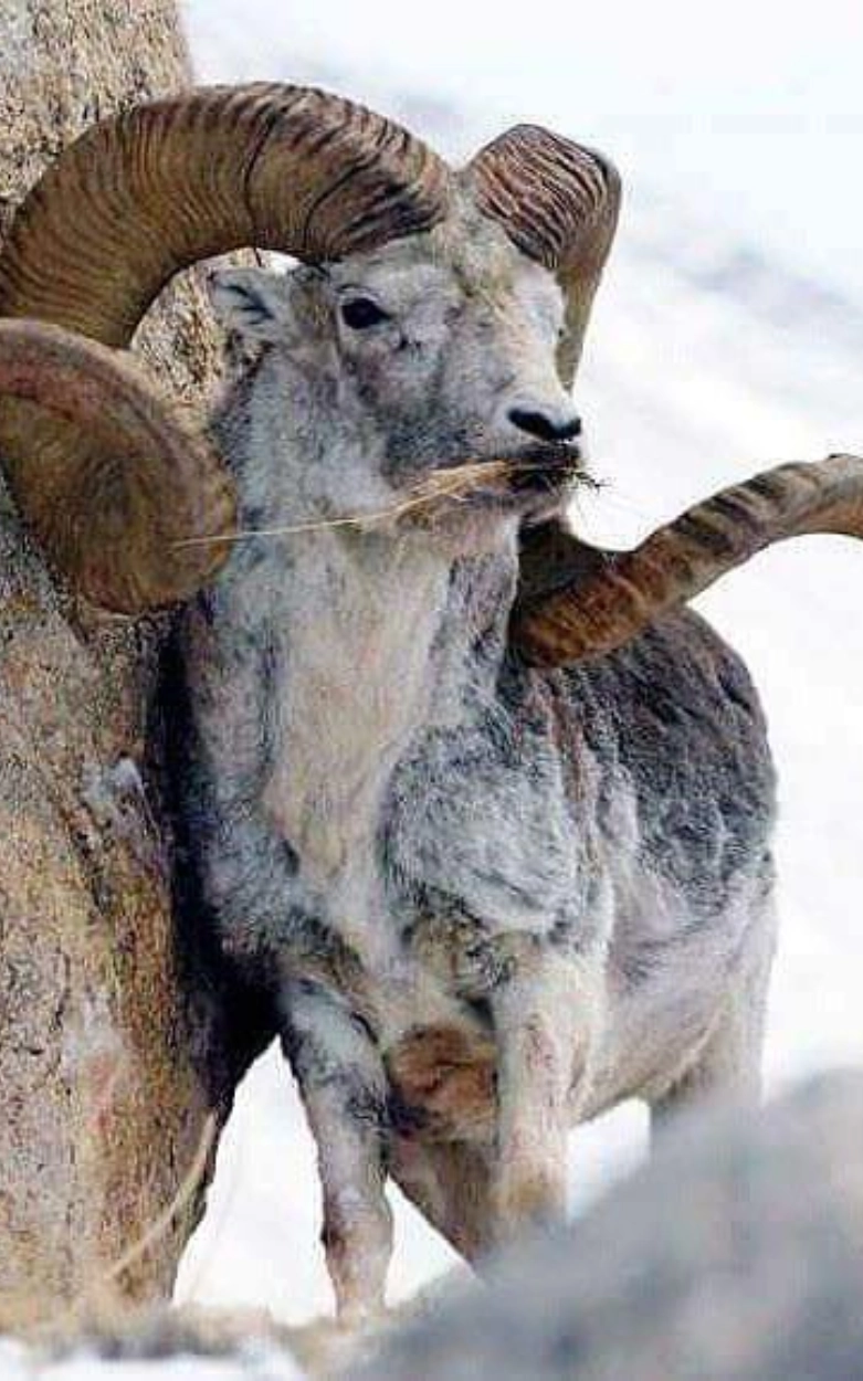 Marco Polo Sheep | Artemis Hunting
