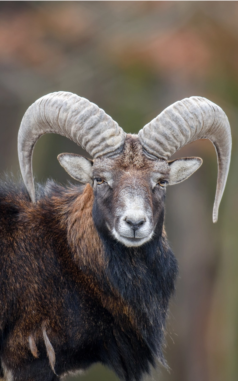 Mouflon Sheep | Artemis Hunting