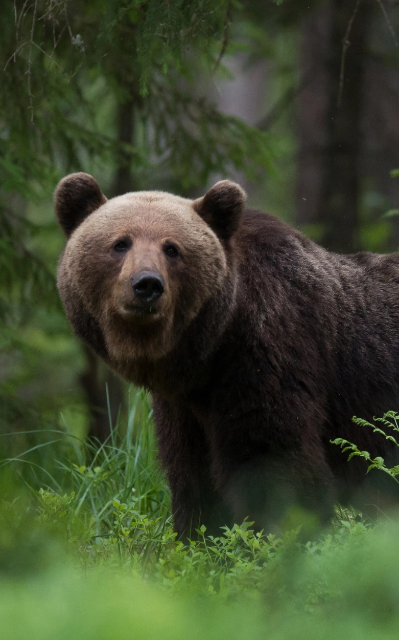 Brown Bear | Artemis Hunting